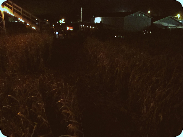 four-eyes rella: Halloween is over but I love these photos from Galey ...