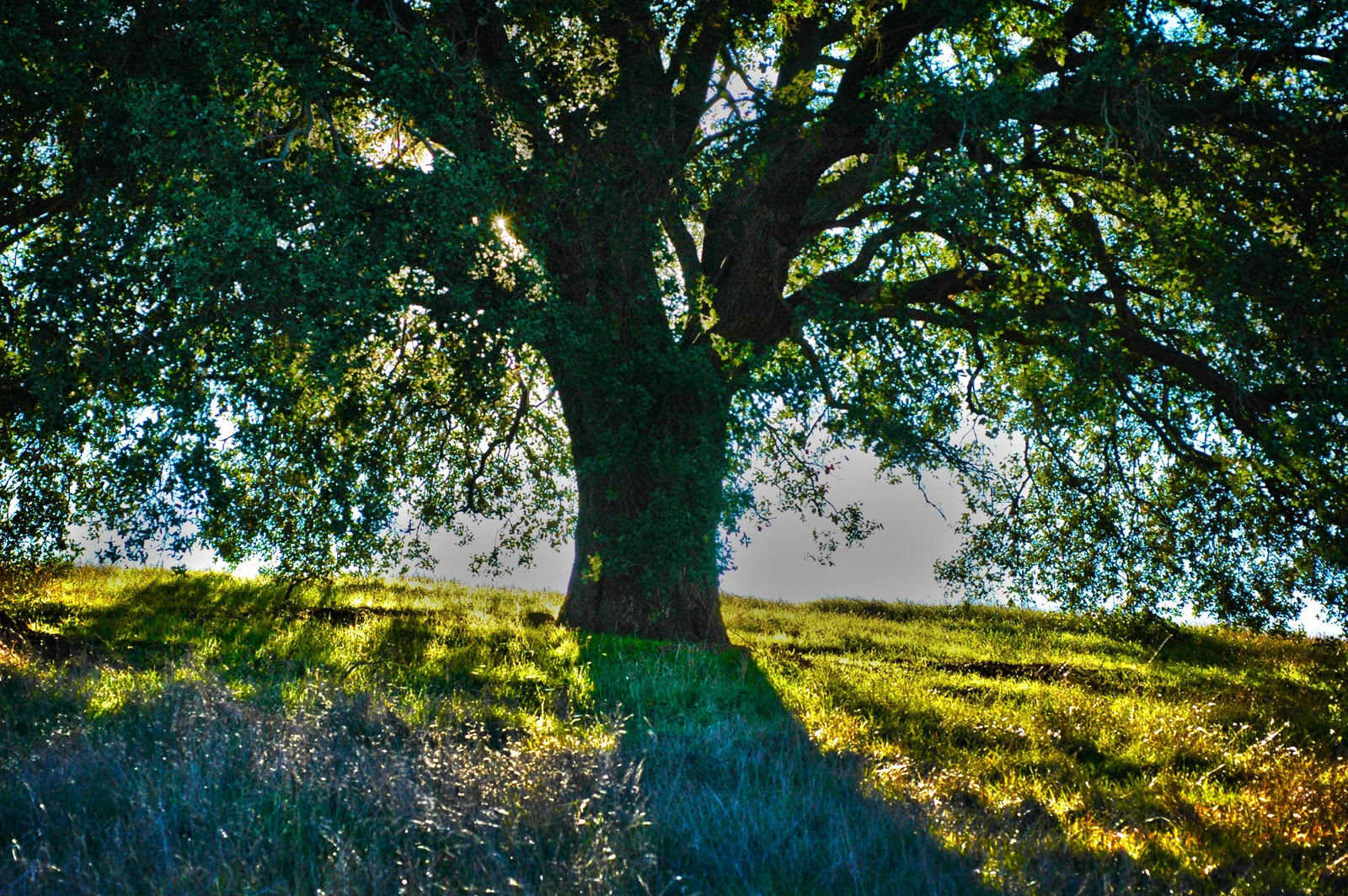 Tyler Erickson's Photography: Santa Rosa Plateau HDR Tree