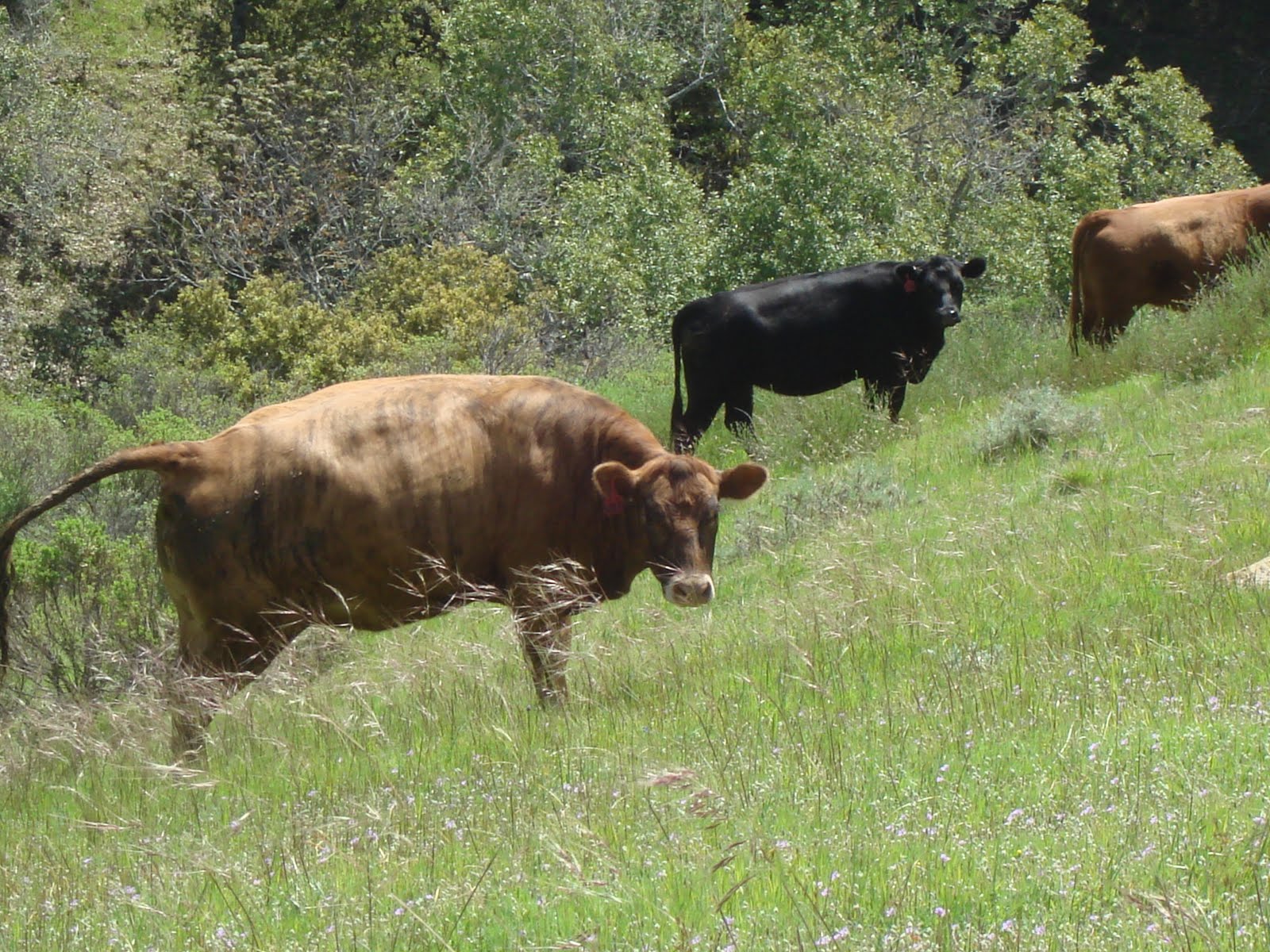 The Passionate Foodie: Hearst Ranch: Grass-Fed Beef