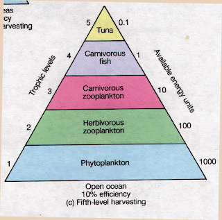 Biomagnification Pyramid