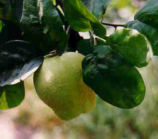 Ayva, Ayvanın Faydaları