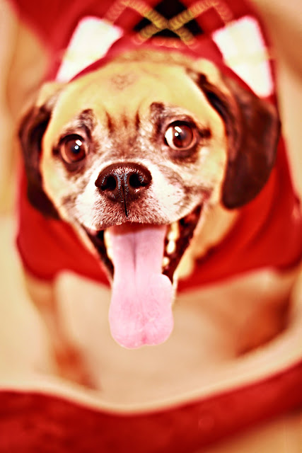 Elizabeth Hawkins Photography: I Heart Faces "Pet Faces"
