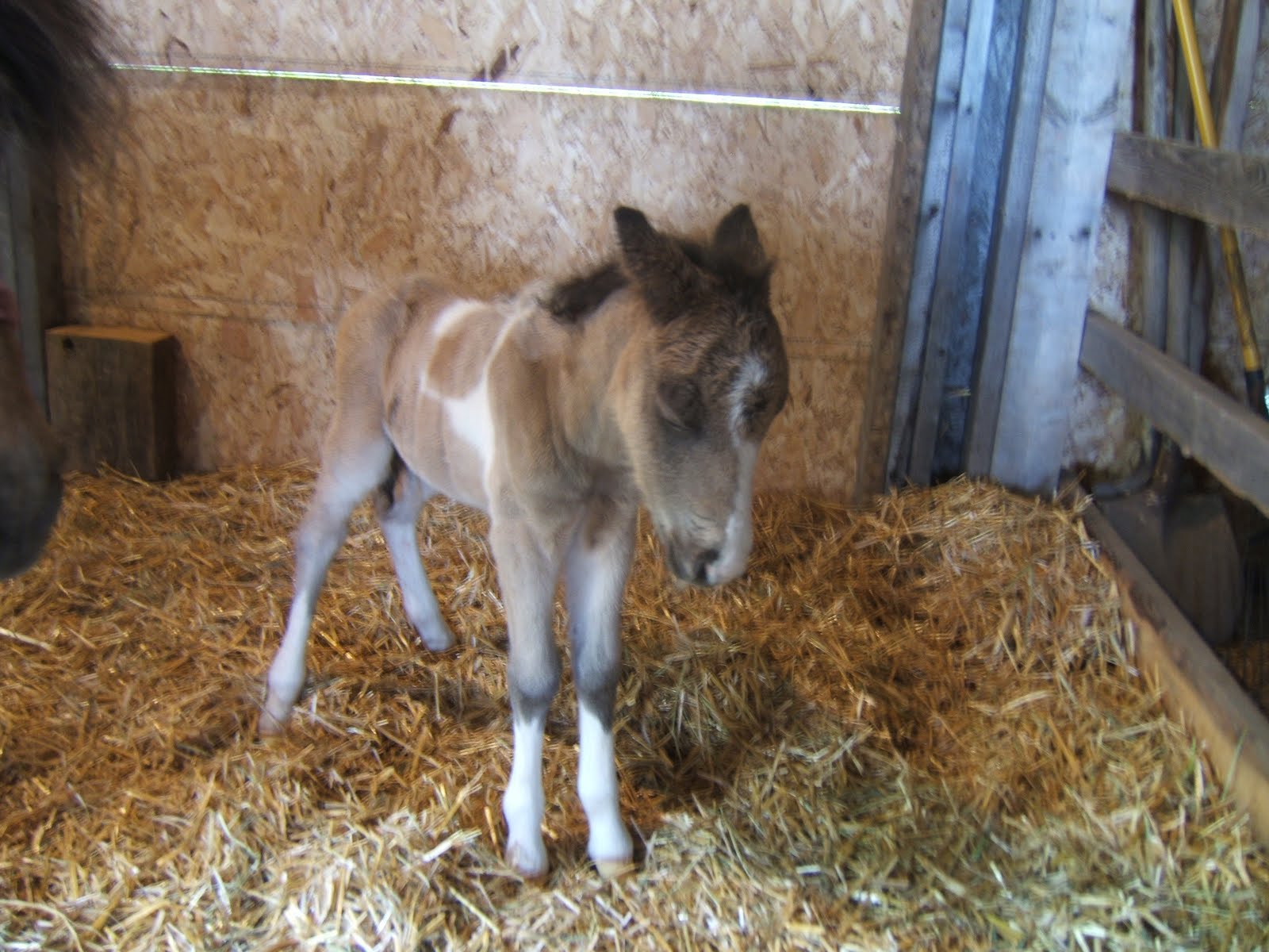 In The Garden: Baby Pony