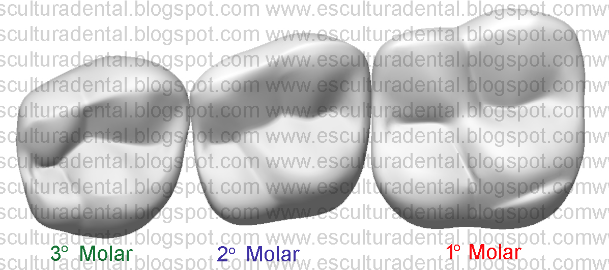 A relação de tamanho entre os molares ~ Anatomia escultura dental