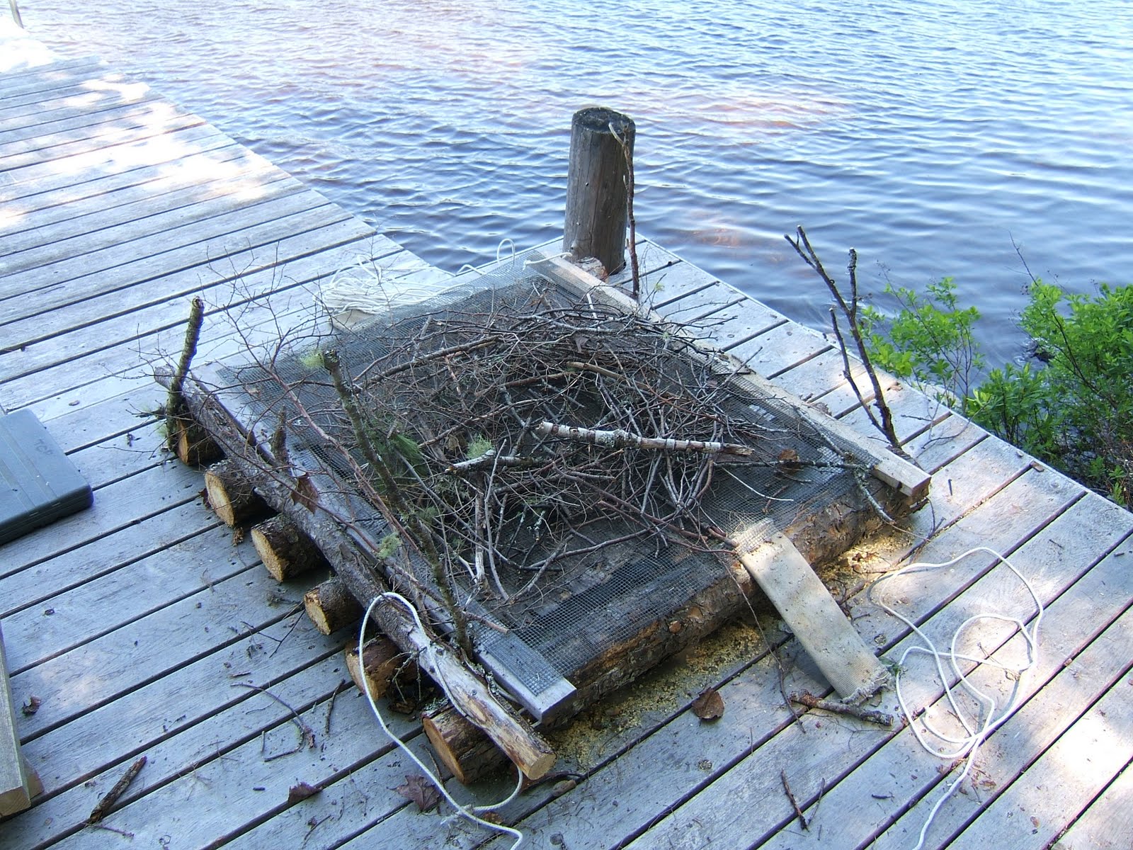 Cabin World: Launch of the man-made loon nest