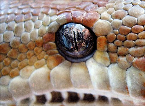 Worlds Most Astonishing Eyes in Nature :: E-Photomania