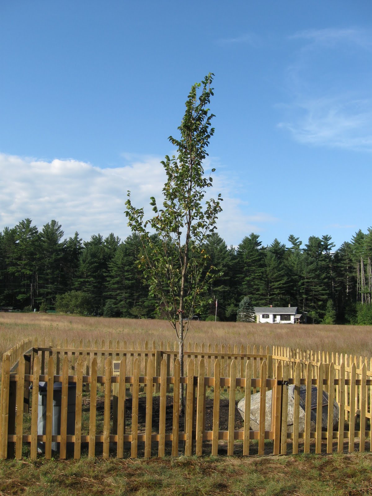 Da Da Da Da Life Goes On*: Waterin' The Liberty Tree
