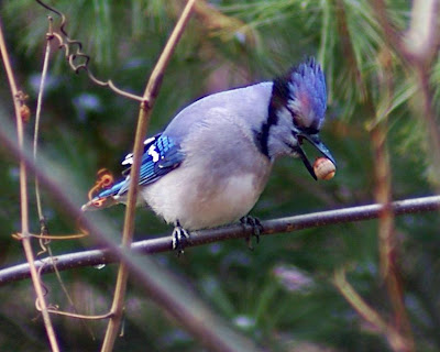 My wife's idea: 2014 Blue Jays as blue jays : r/Torontobluejays
