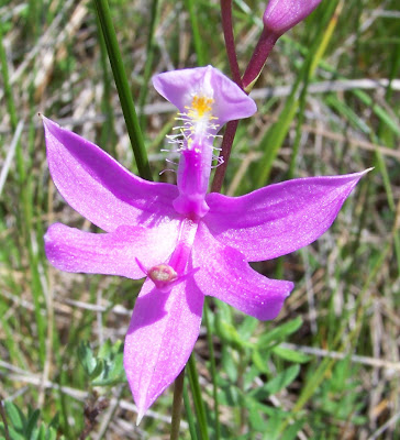 Indy Parks Nature Blog: Orchids of Indiana