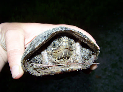 Indy Parks Nature Blog: Shtinky Puddin' the Stinkpot Turtle