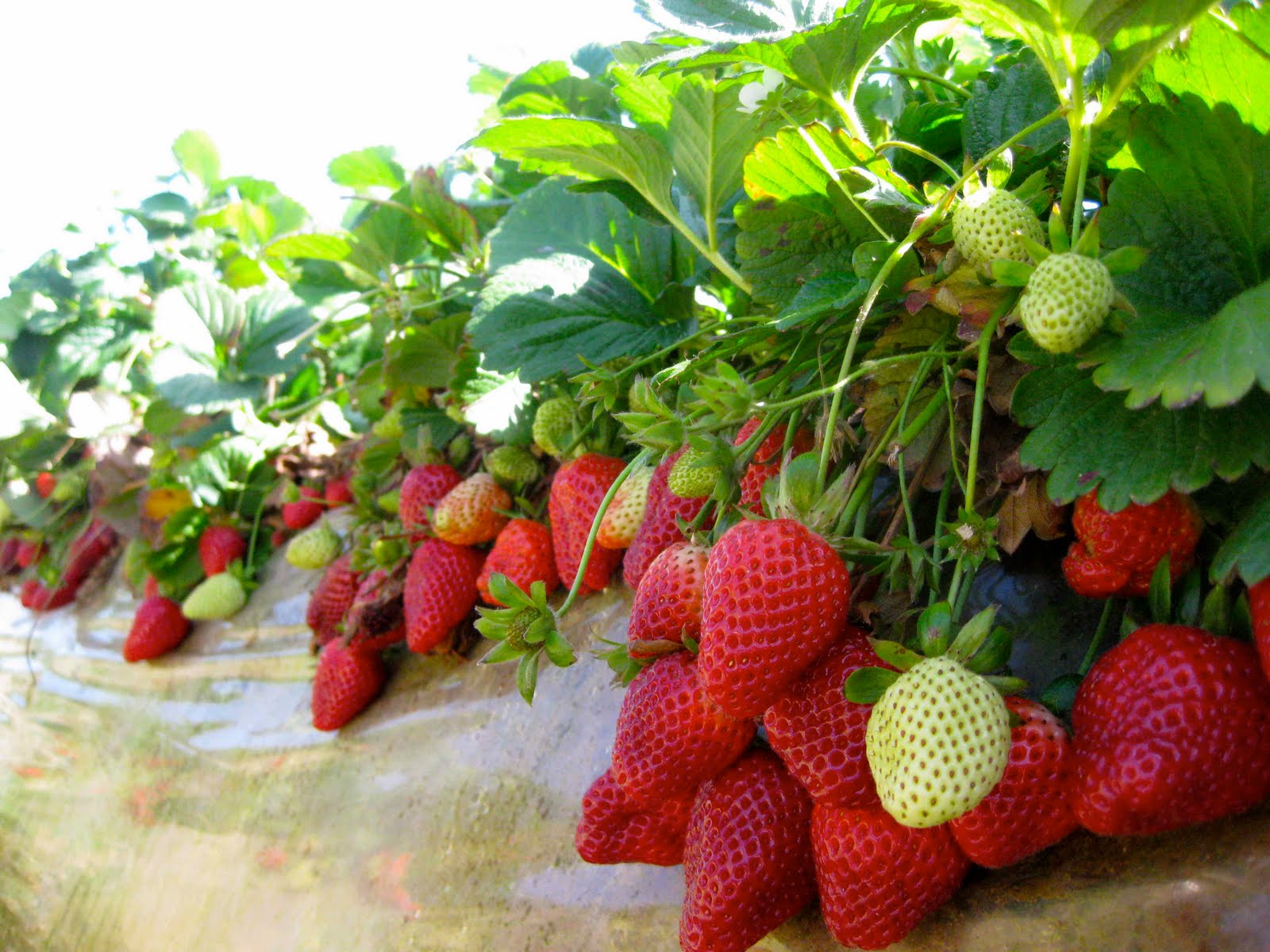 Green Laker: Field Trip - Carlsbad Strawberry Field