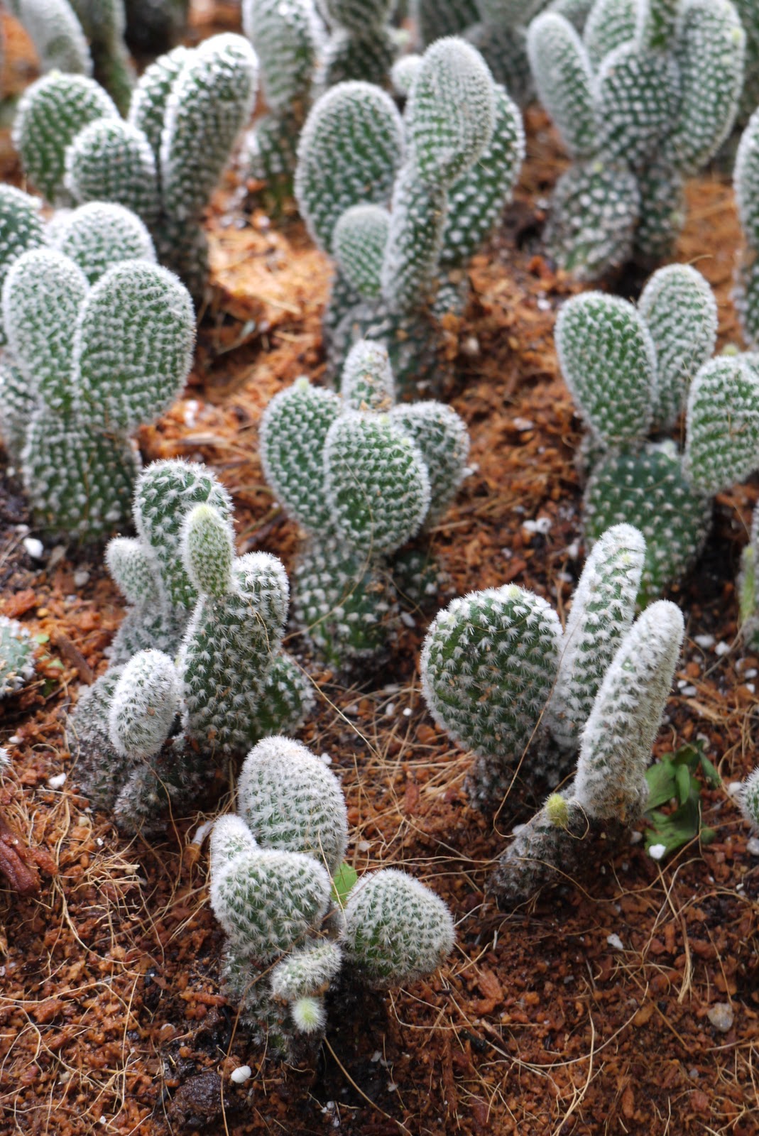 Sawpo's: Bunny Cactus