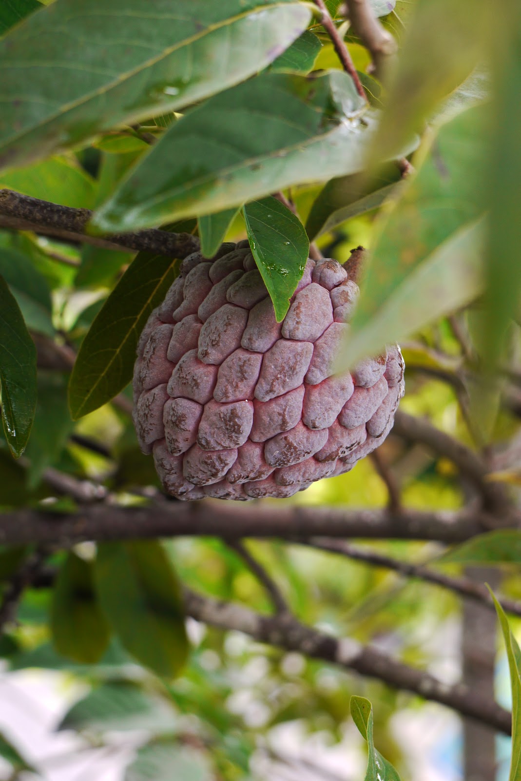 Sawpo's: Chui Chak (水闸), Malaysia