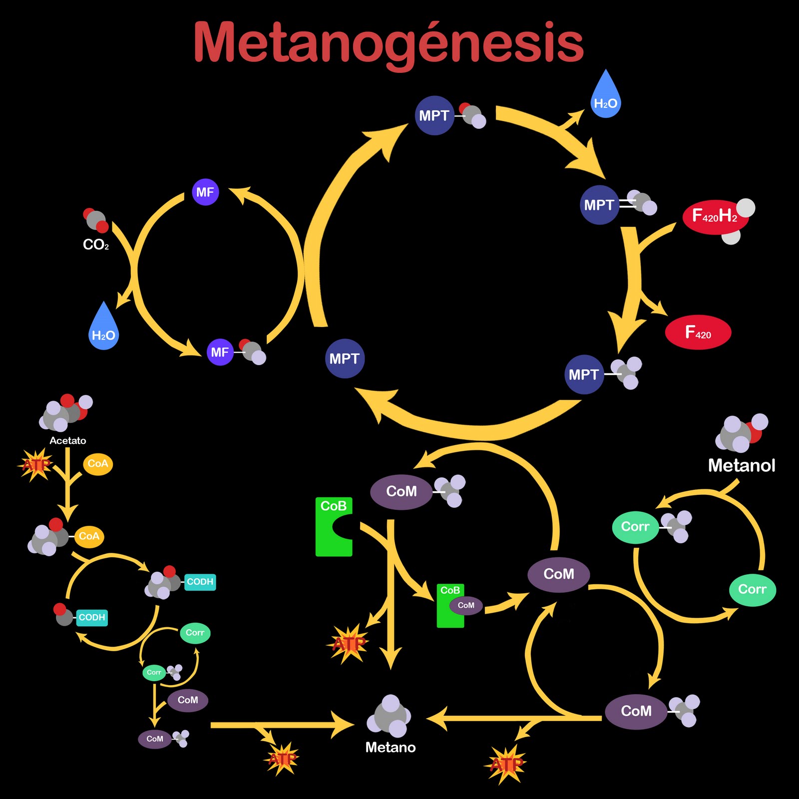 Fisiolococcus microbianus s040:E9: Metabolismo: Metanogénesis
