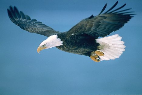 Awakening: EAGLES IN A STORM