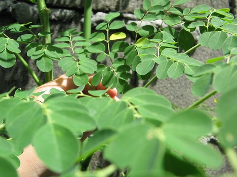 My Halo Halo: Malunggay (Moringa) - The Miracle Vegetable