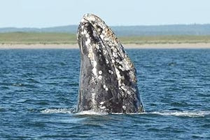 [ Vida de Plástico ]: Uma rara baleia cinza é vista nadando nas ...
