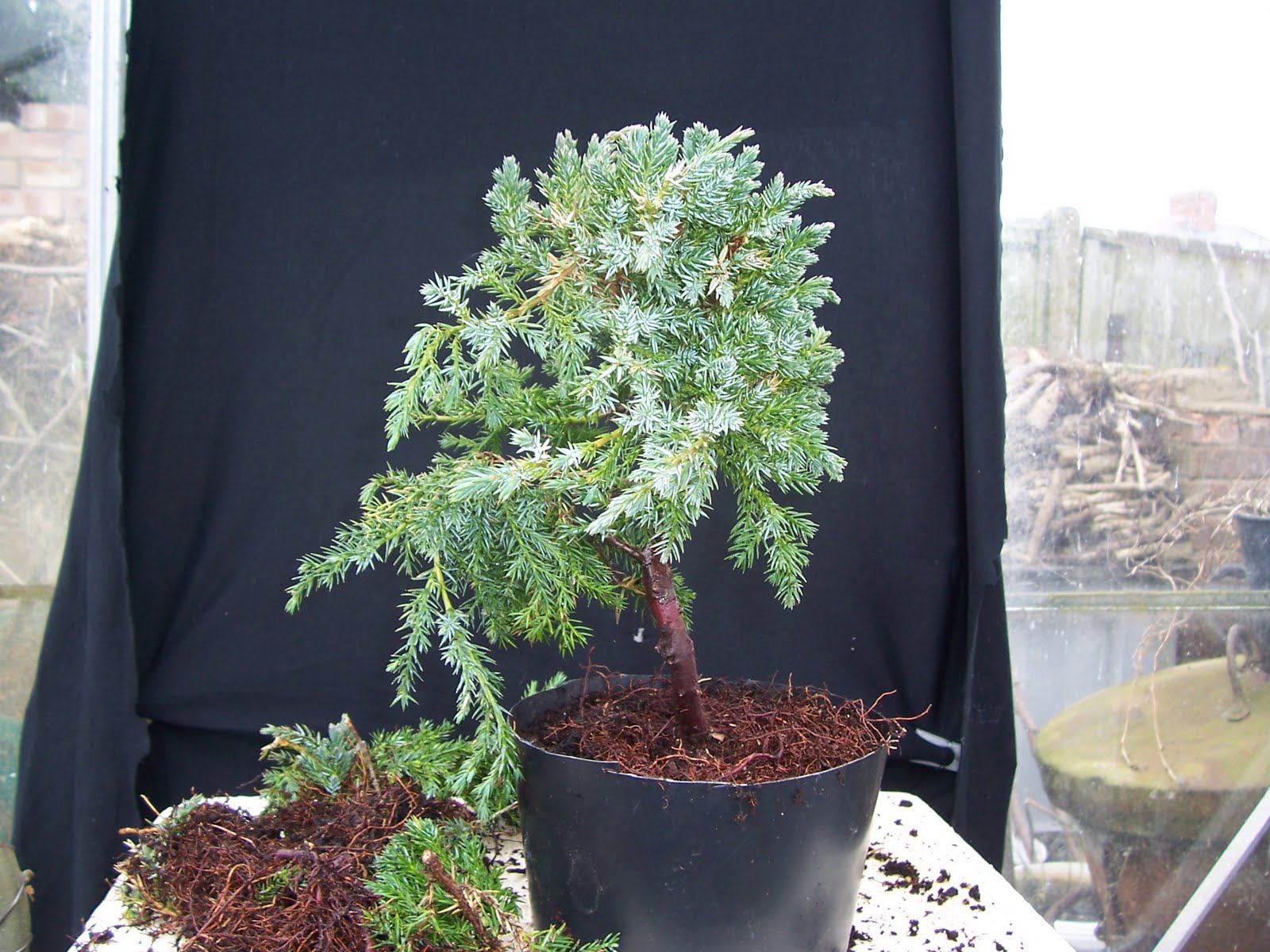 mikobonsai_articles: Wee Trees Competition 2010 - Styling of my entry tree