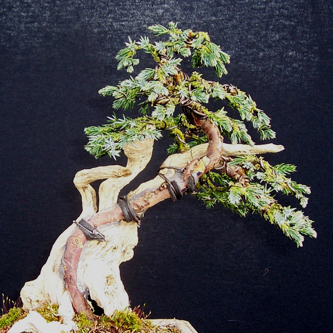 mikobonsai_articles: Wee Trees Competition 2010 - Styling of my entry tree