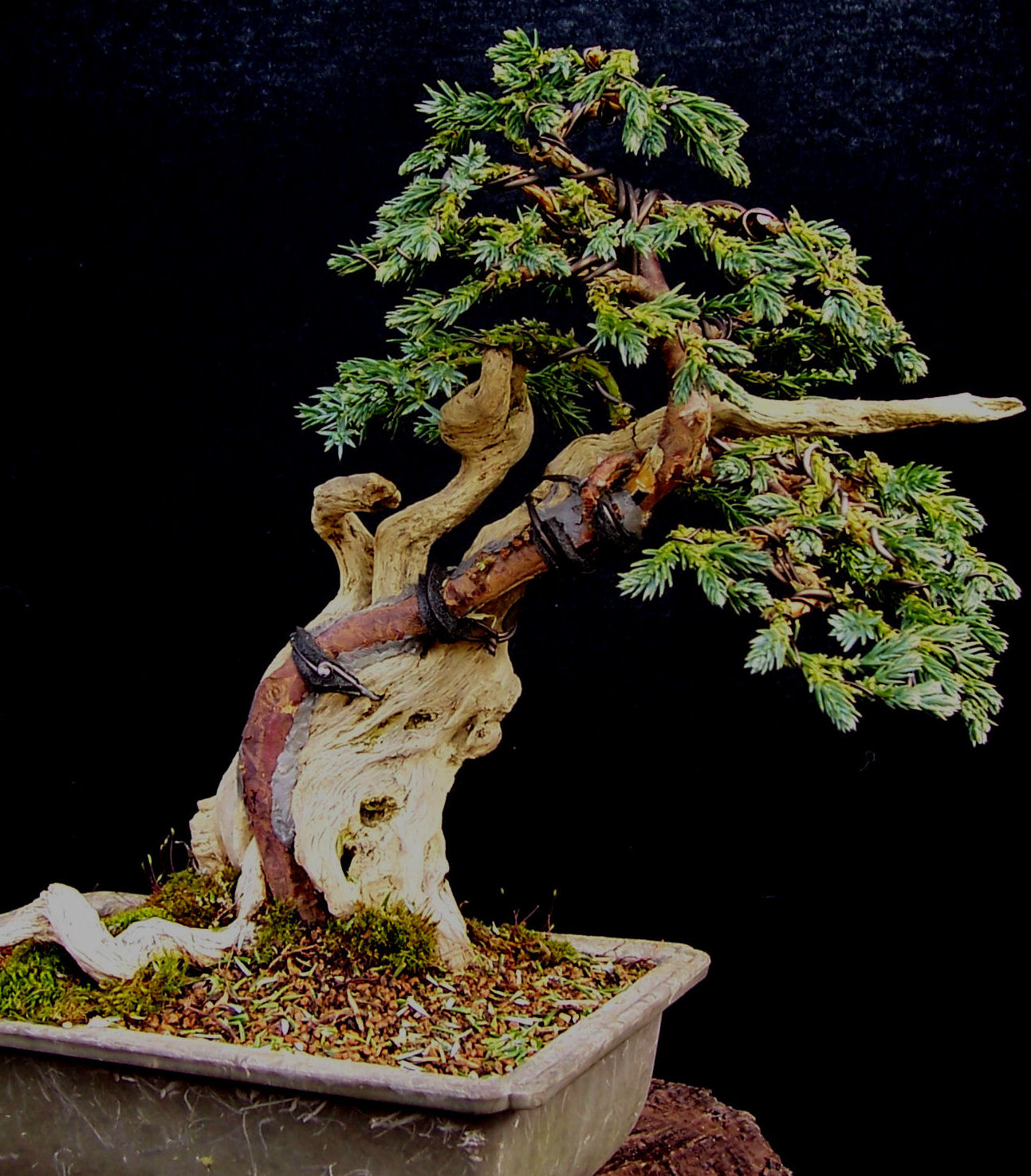 mikobonsai_articles: Wee Trees Competition 2010 - Styling of my entry tree