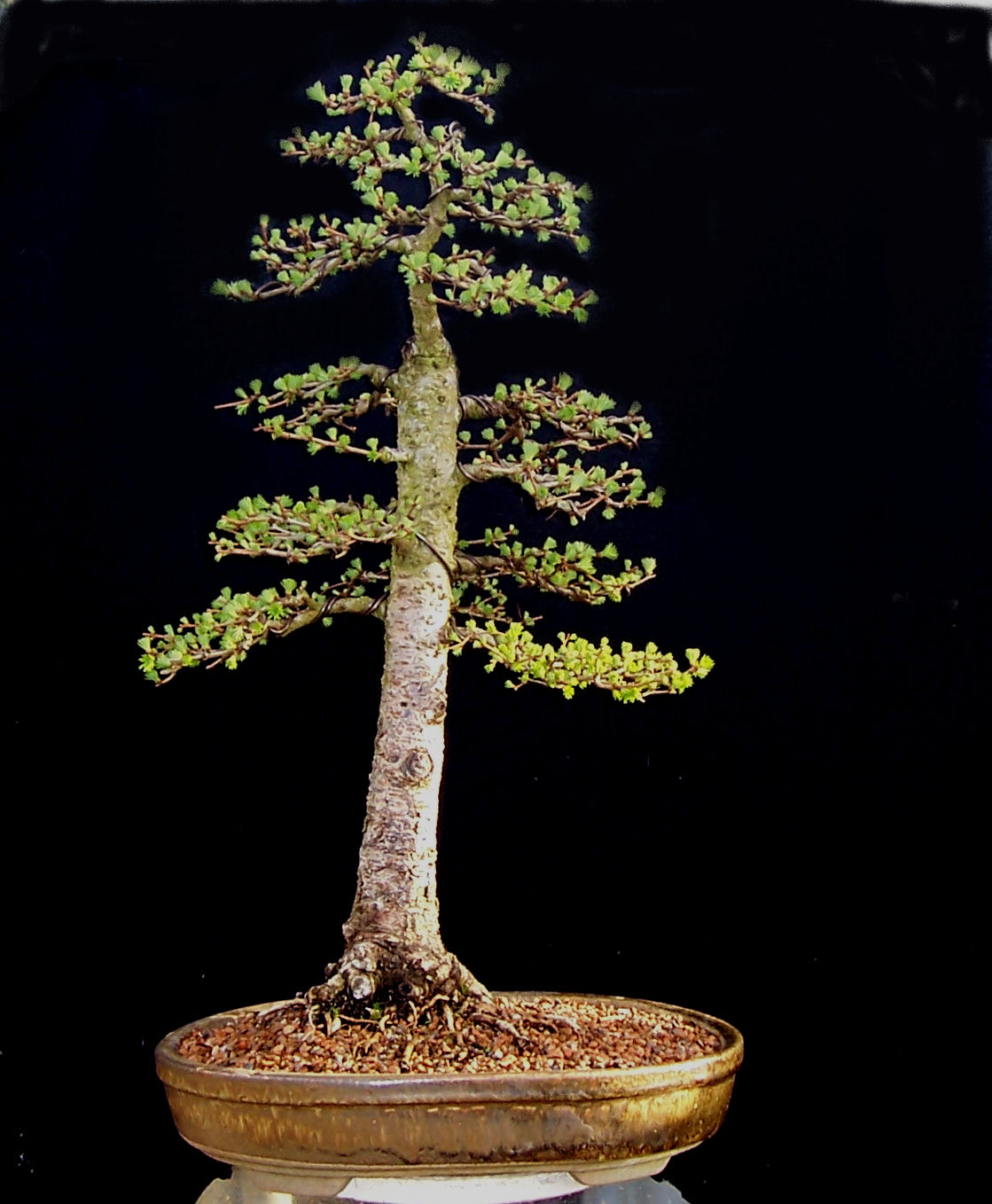 MiKo Bonsai: April 2010