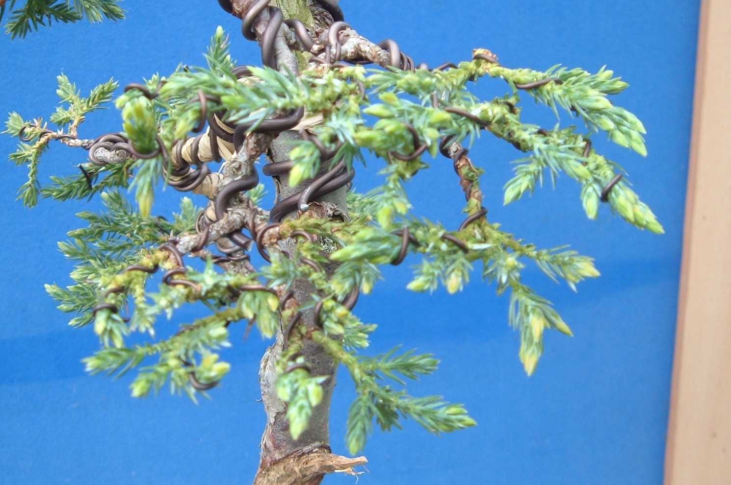 mikobonsai_articles: 2010