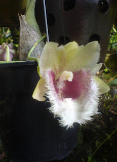 BUNGA ANGGERIK: Netting (Jaring) Bagi Pokok Orkid