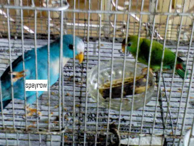 Philippine Parrots Portal