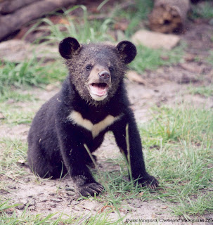 Wildlife Issues and Conservation: Profile Of An Asiatic Black Bear (Beauty)