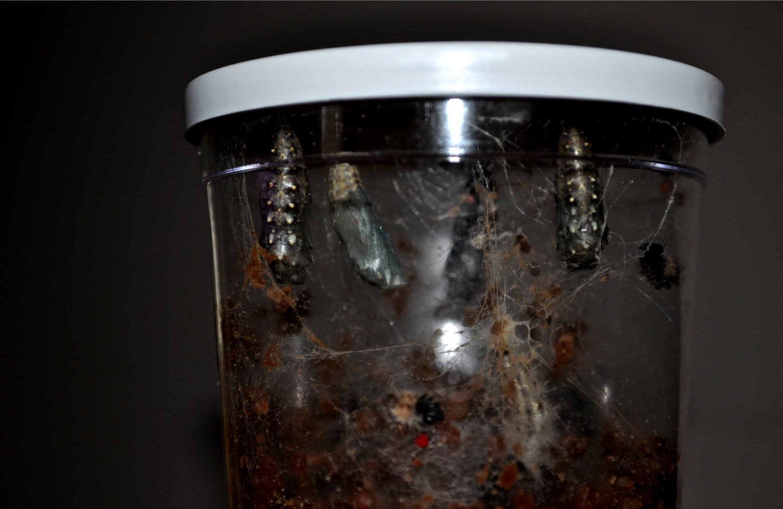 Fun Projects for Kids