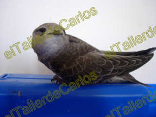 elTallerdeCarlos: Criar pollo de vencejo. Qué hacer si vemos un vencejo ...