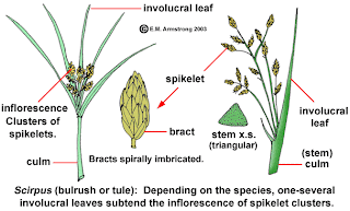 Poaceae dan Cyperaceae