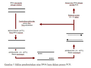 Apa Saja: Beberapa tipe teknik PCR
