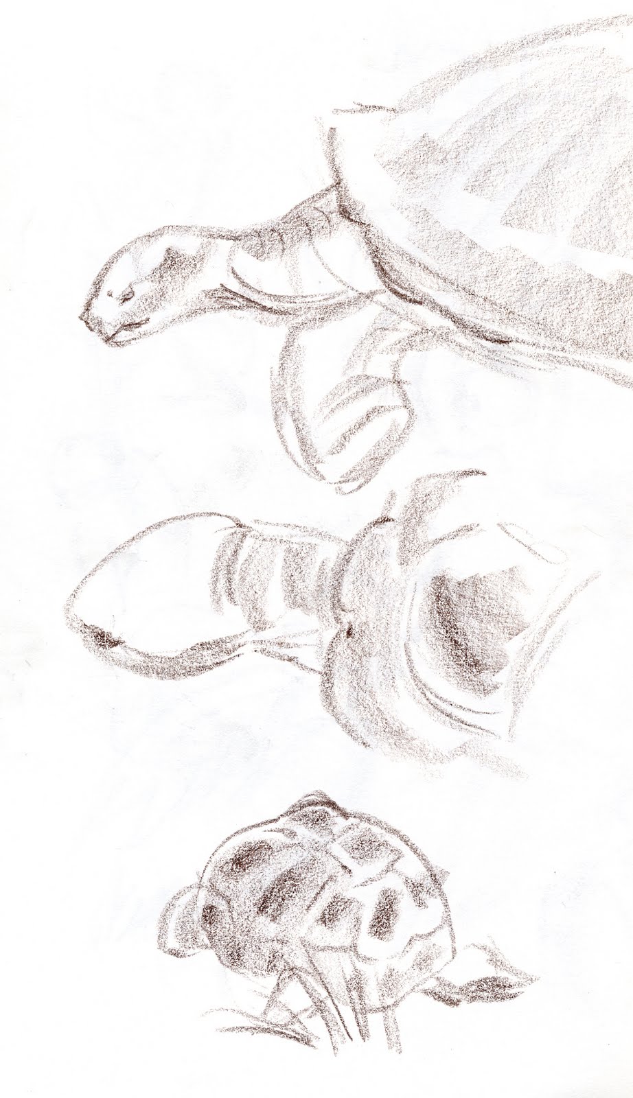 ART is FuN! =^.^=: Oakland Zoo Animal Quick Sketches