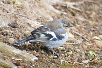 Imagens da vida animal: Tentilhão-comum (Fringilla coelebs)