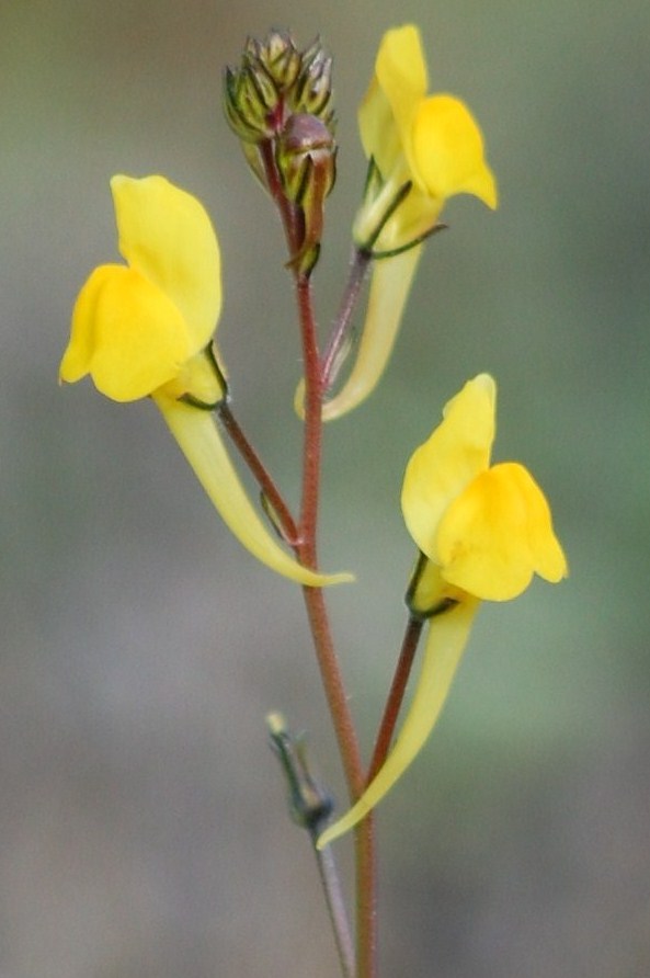 Plantas: Beleza e Diversidade: Linária-do-esparto (Linaria spartea)
