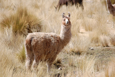 Imagens da vida animal: Fauna Peruana # 4 - O Lama