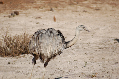 Imagens da vida animal: Nandu (Rhea americana)
