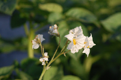 Plantas: Beleza e Diversidade: A Batateira (Solanum tuberosum) e a batata