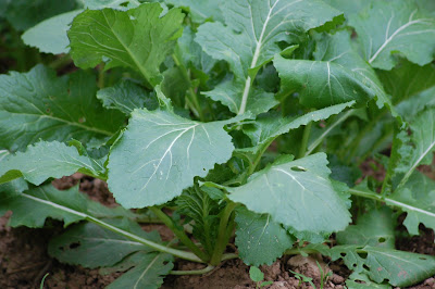 Plantas: Beleza e Diversidade: Plantas alimentares: O nabo (Brassica rapa)
