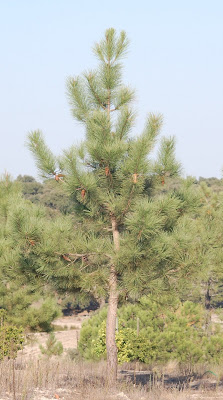 Plantas: Beleza e Diversidade: Pinheiro-bravo (Pinus pinaster)