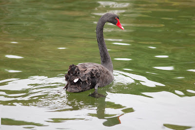 Imagens da vida animal: Cisne-negro (Cygnus atratus)