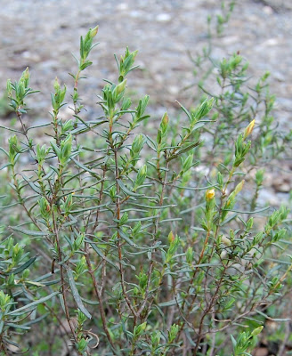 Plantas: Beleza e Diversidade: Flores silvestres: Sargacinha (Halimium ...