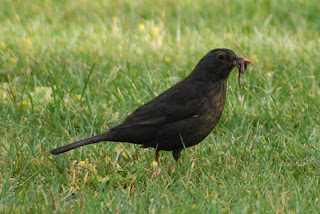 Imagens da vida animal: Novamente a dieta dos melros