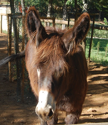 Imagens da vida animal: Burro de Miranda (Raça Asinina de Miranda)