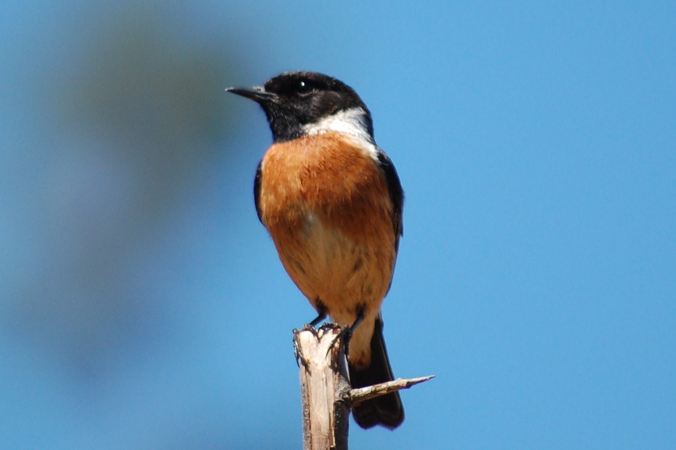 TERRA DAS AVES: Cartaxo-comum (Saxicola torquatus)