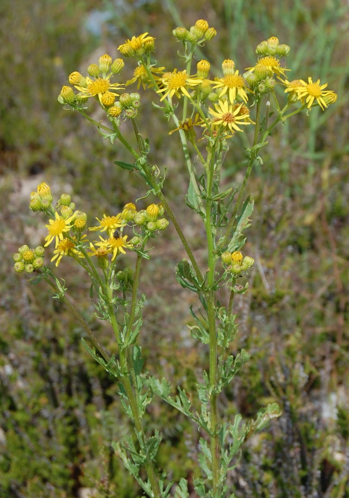 Plantas: Beleza e Diversidade: Tasneira (Senecio jacobaea)