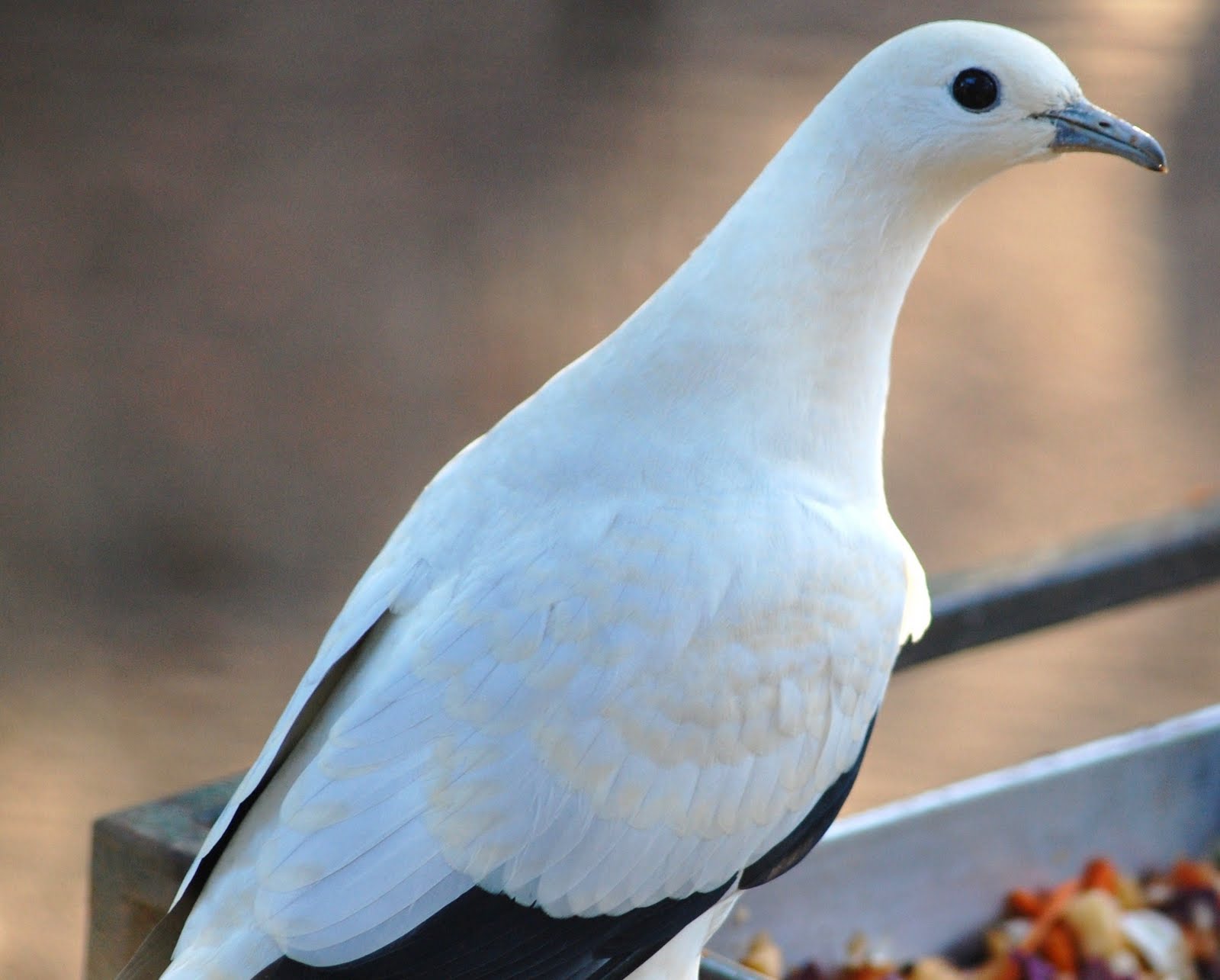TERRA DAS AVES: Pombo-imperial-bicolor (Ducula bicolor)