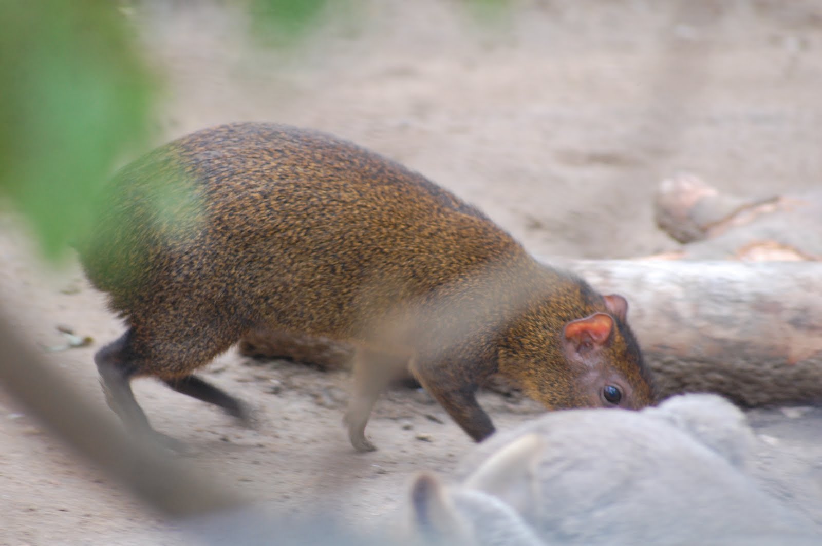 Imagens da vida animal: Cutia (Dasyprocta punctata)