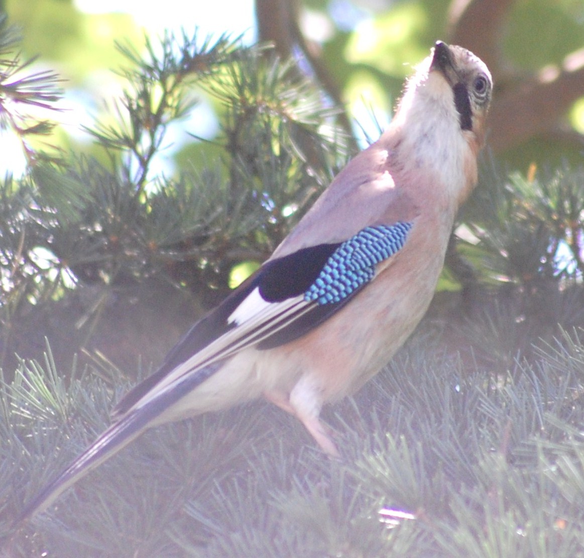 TERRA DAS AVES: Gaio (Garrulus glandarius)